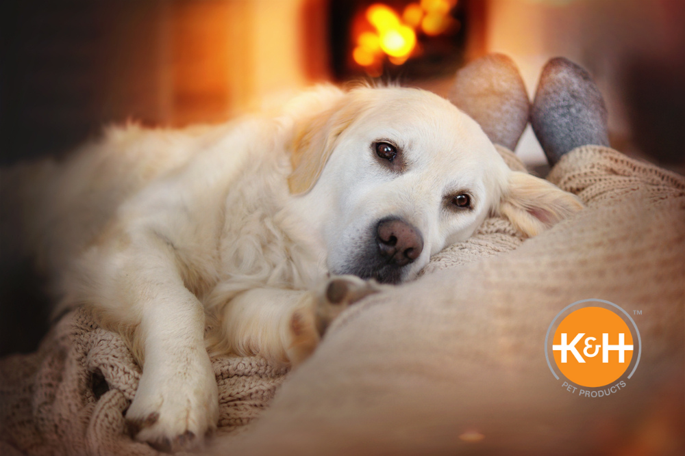 Your Pets & Electrical Safety — K&H Pet Products