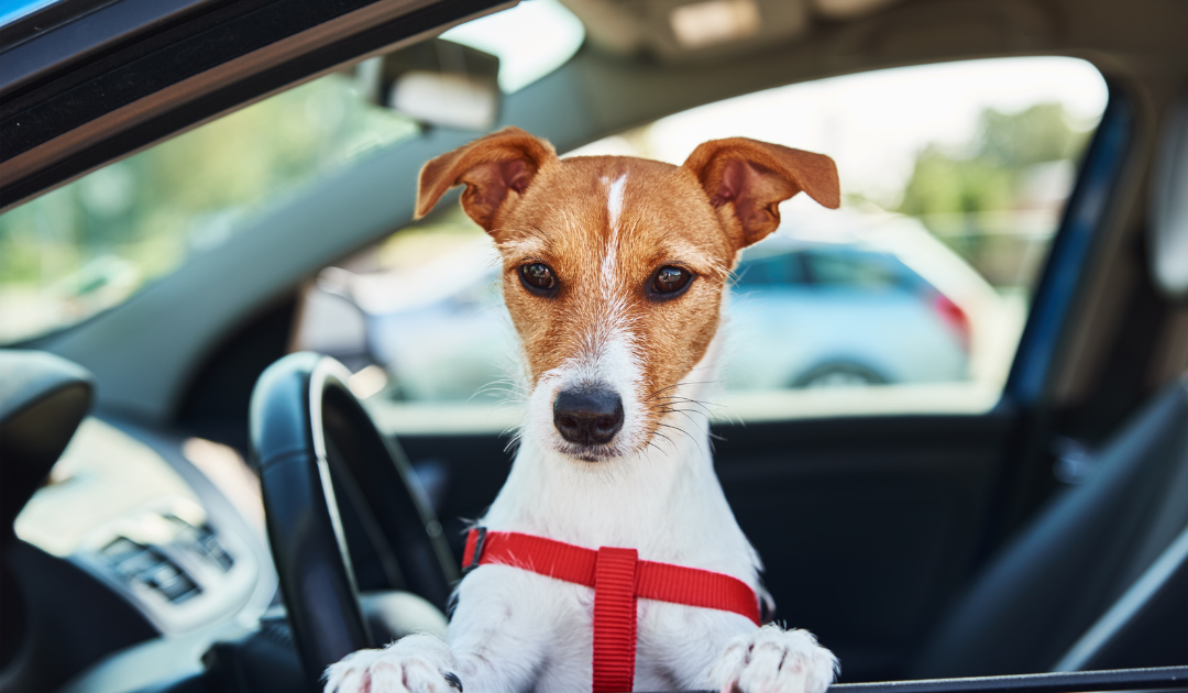 Where Should My Dog Ride in the Car? A Safety-First Guide — K&H Pet ...
