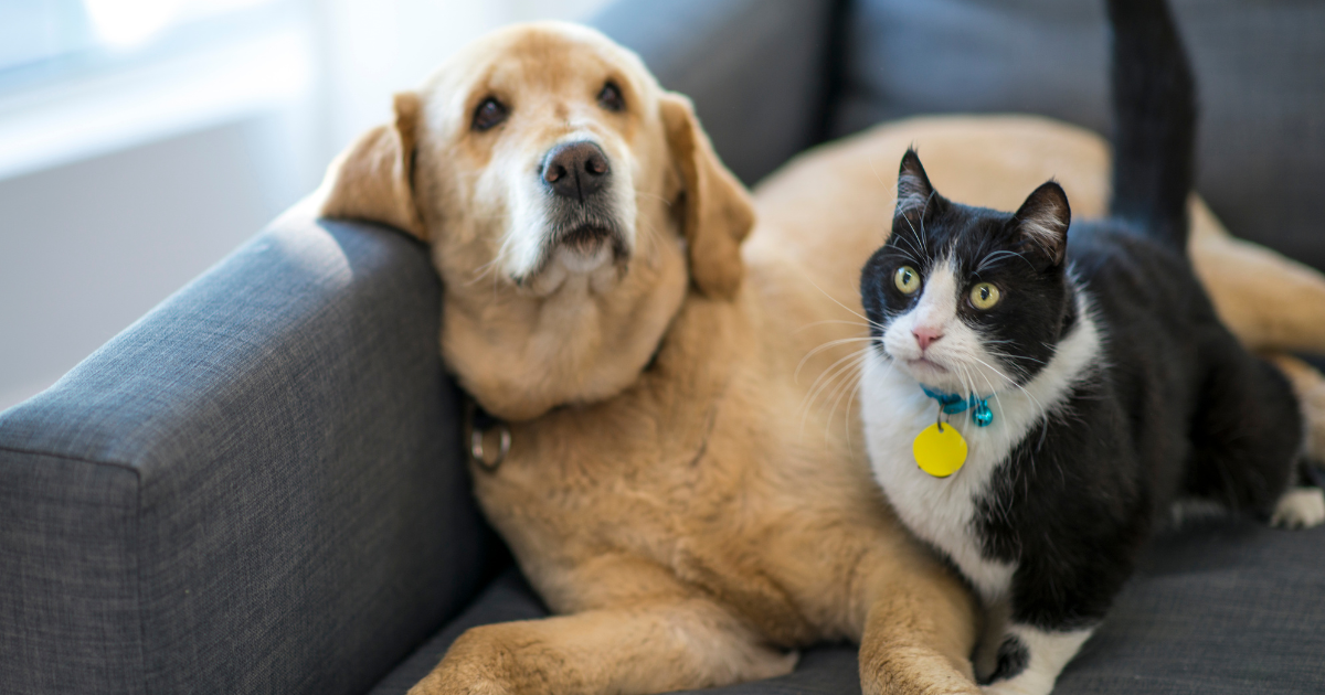 Why Does Your Pet Still Seek Warmth in the Spring/Summer — K&H Pet Products
