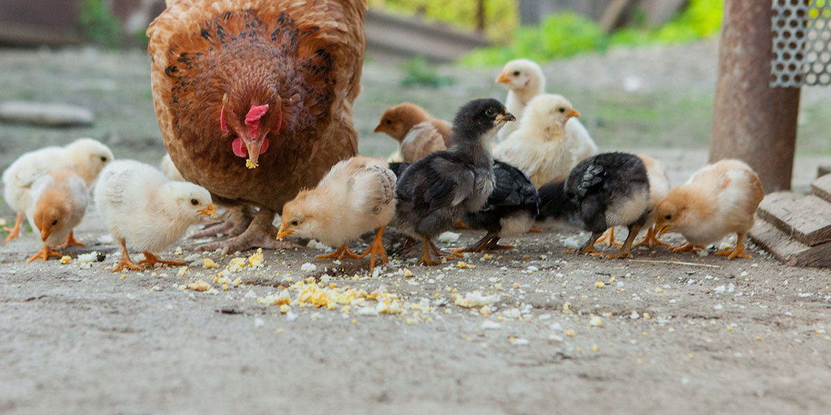 New Chick Care: How to safely move a chick from brooder to coop — K&H ...