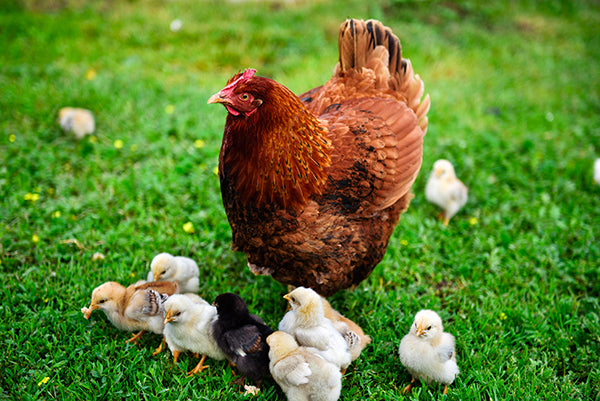 What is the Life Cycle of a Chicken? — K&H Pet Products