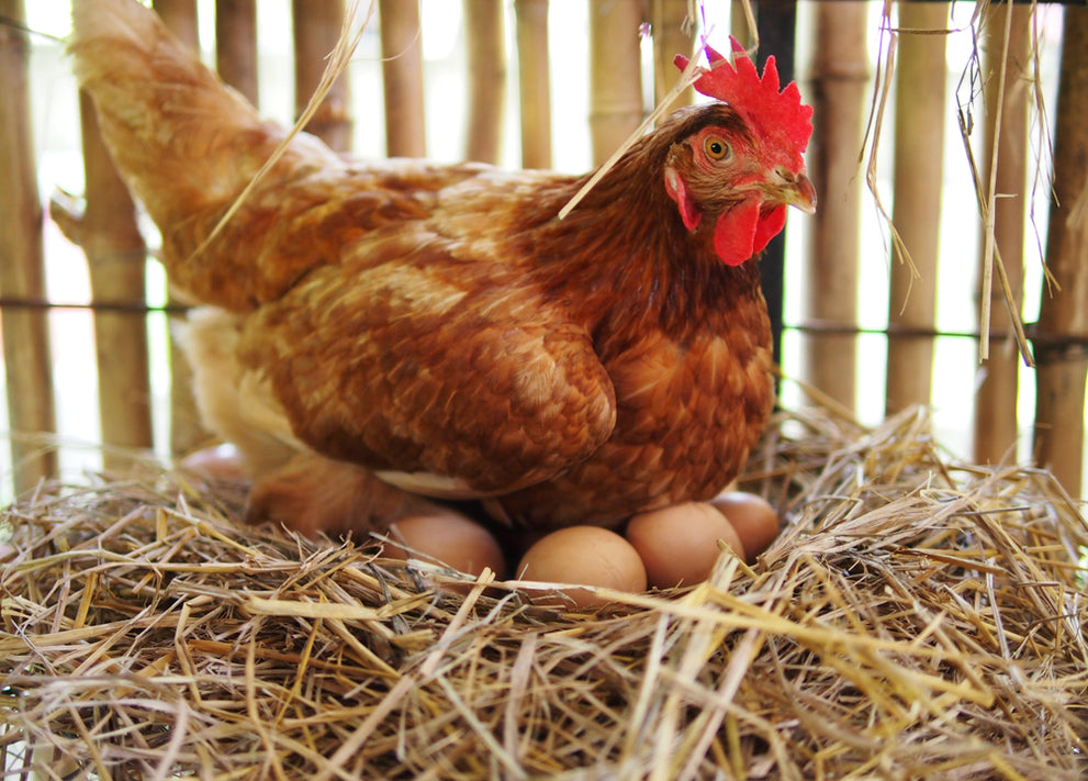 Why Did My Chicken Lay an Egg Without a Shell? — K&H Pet Products