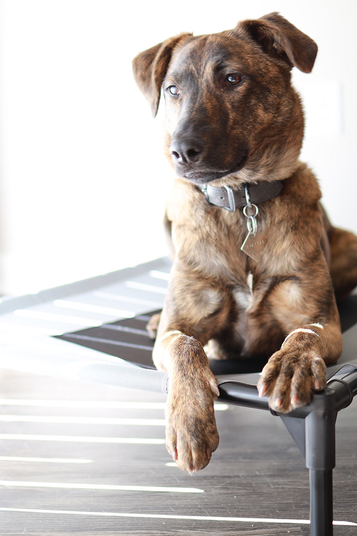 Heated, Cooled Dog Cat & Pet Beds | Free Shipping | K&H Pet — K&H Pet ...