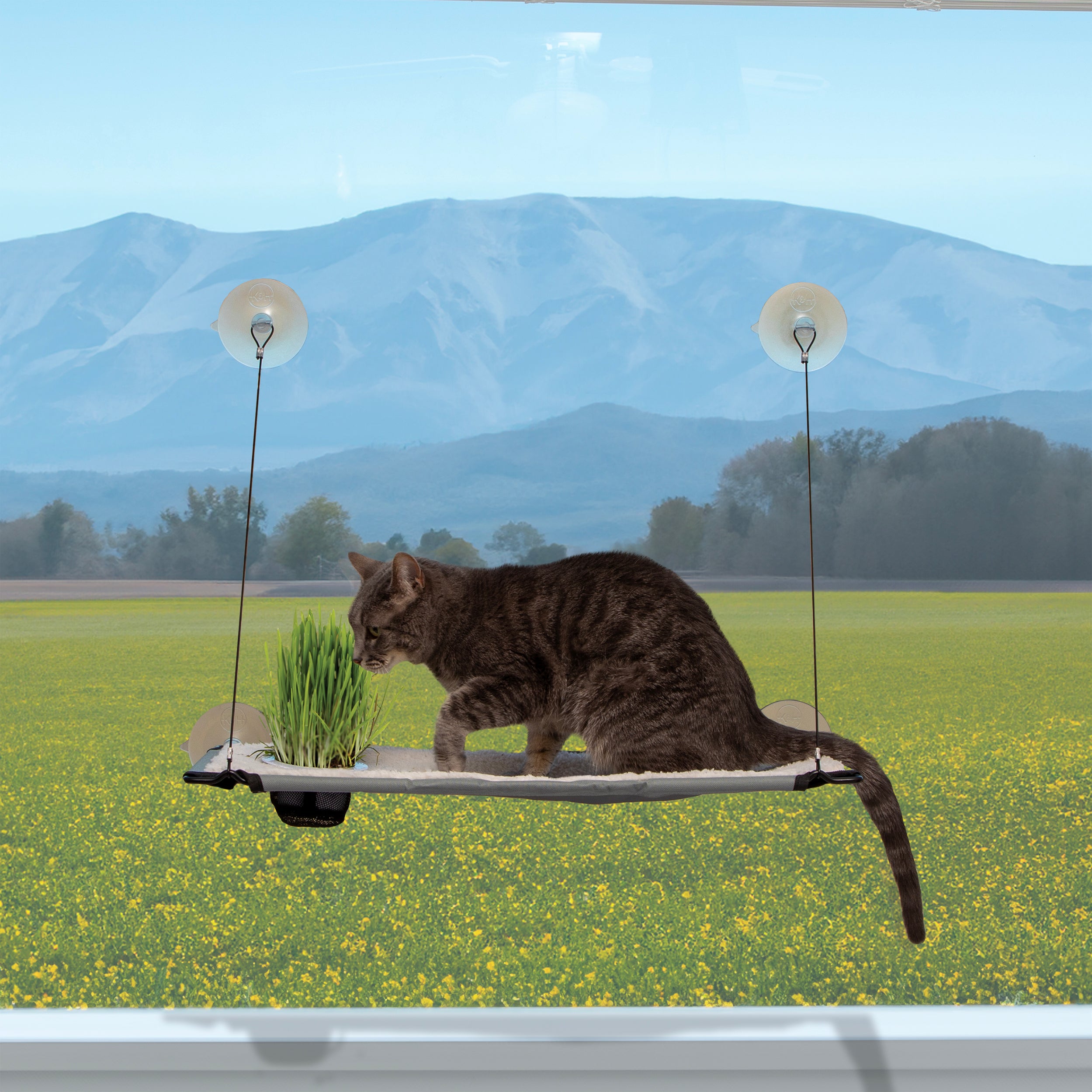 K&H Window Lounger Cat Perch with Cat Grass Grow Station - Single or D ...