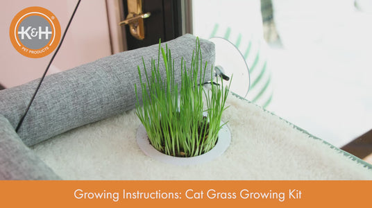 K&H Window Lounger Cat Perch with Cat Grass Grow Station — K&H Pet Products
