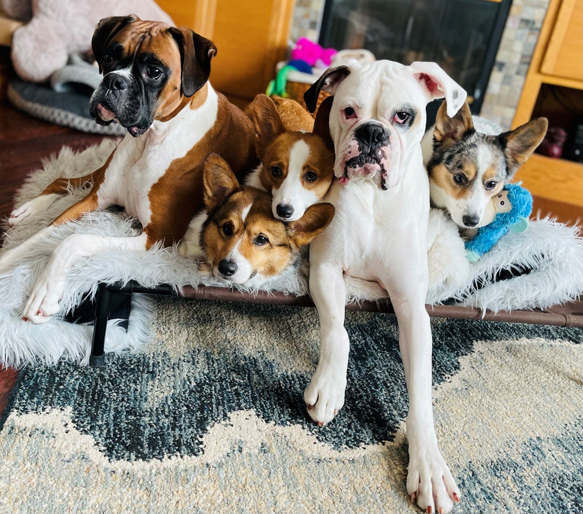 K&H Pet Products Original Pet Cot - Raised, Mesh Cooling Dog Bed